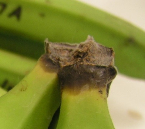 Guide to crown end rot identification – Better Bananas