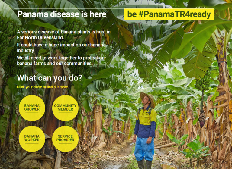 Panama disease – Better Bananas