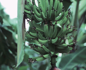 Fruit – Better Bananas