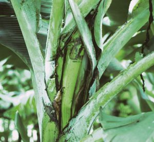 Stem shatters – Better Bananas