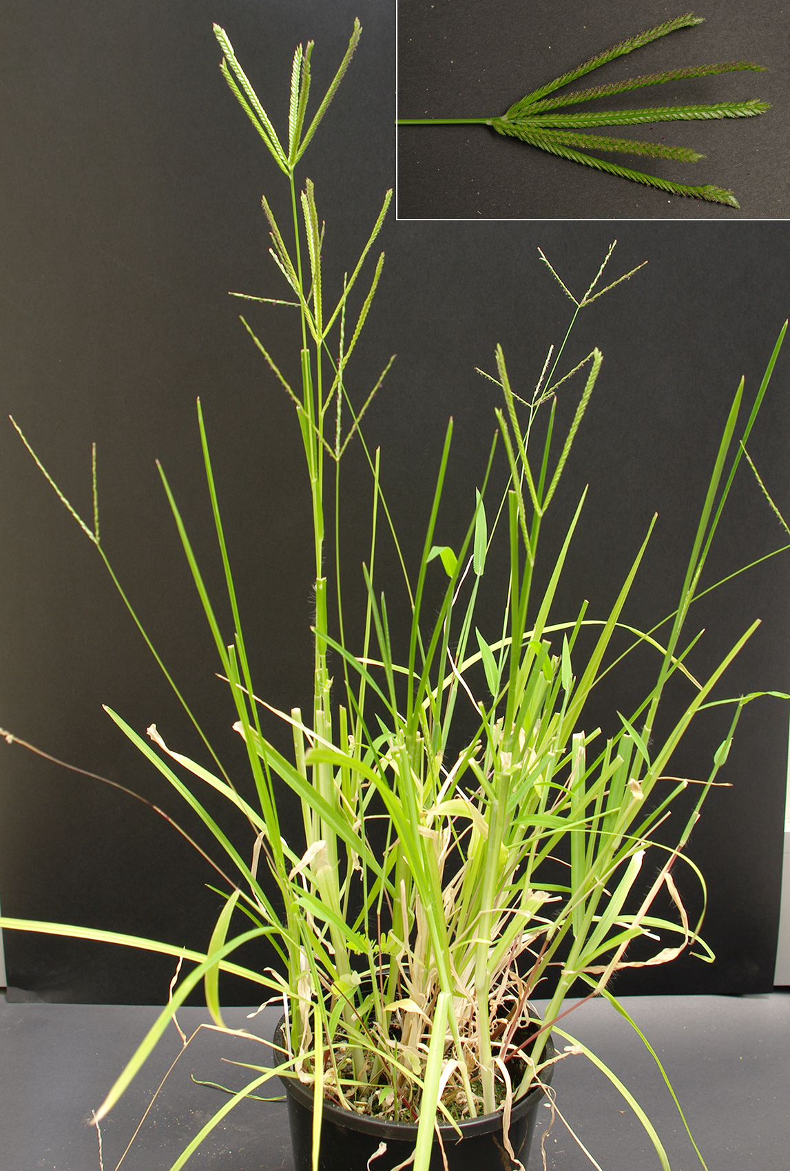 Host research using Panama disease race 1 – Better Bananas