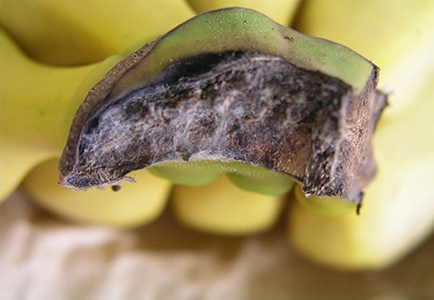 Research – Better Bananas