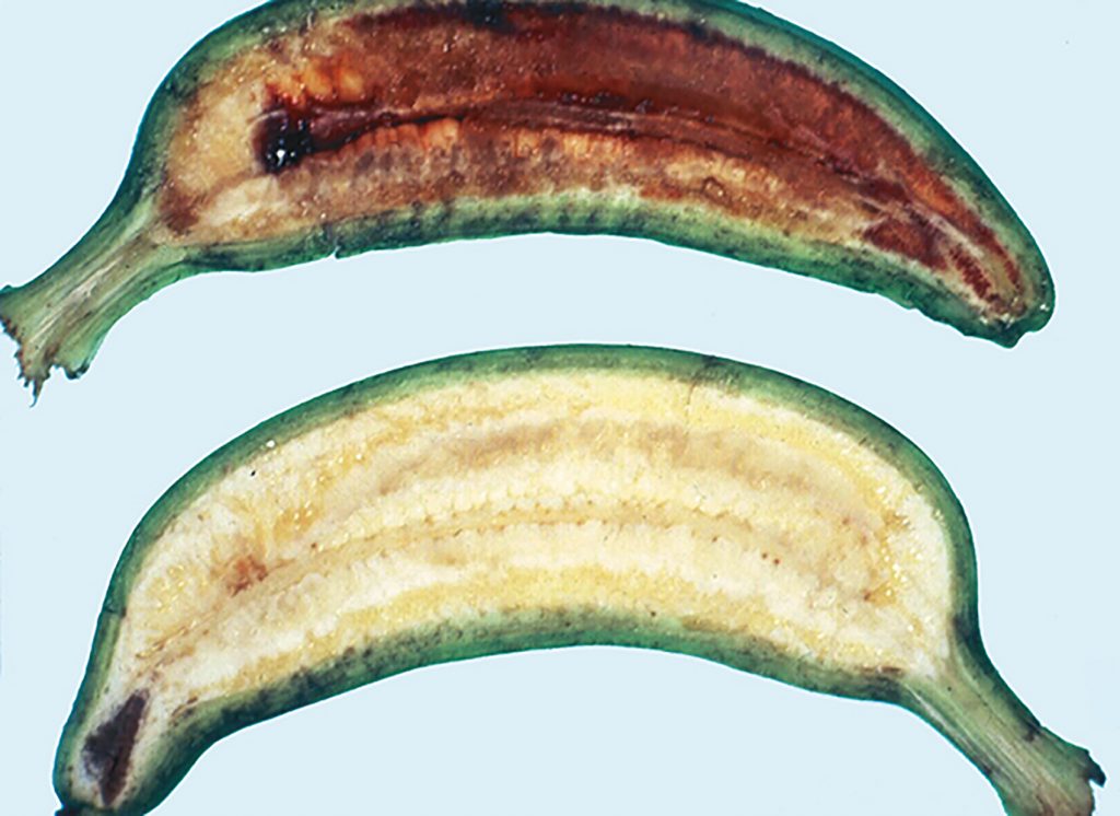 Mokillo – Better Bananas