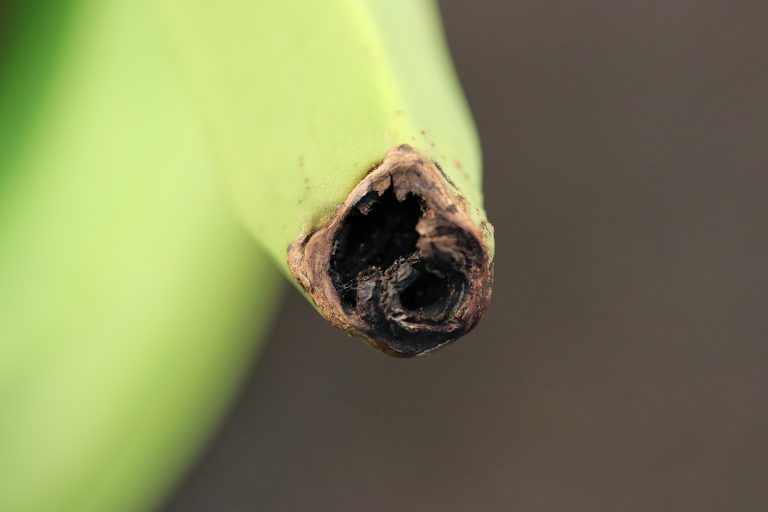 Mokillo – Better Bananas