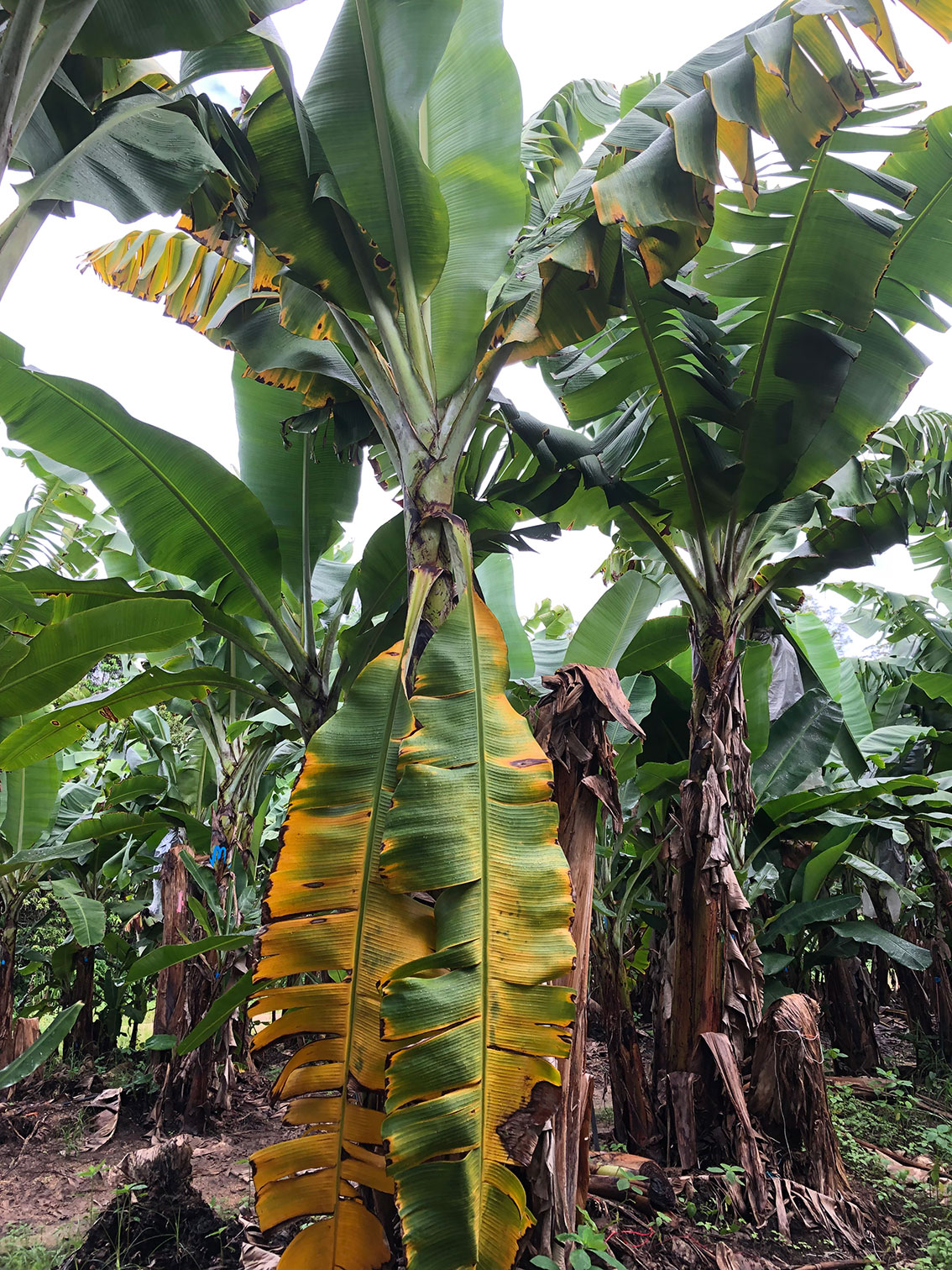 Images of Panama disease tropical race 4 – Better Bananas