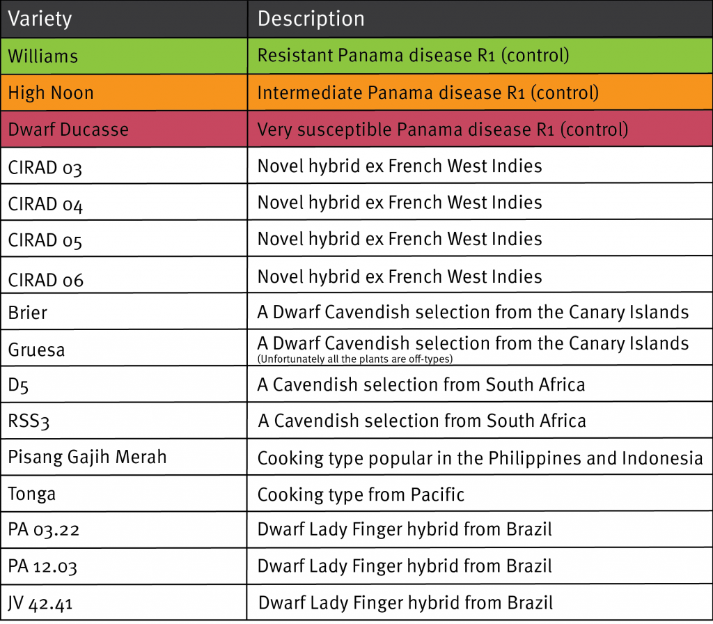 Panama disease Race 1 variety screening trial (Duranbah, NSW) – Better ...