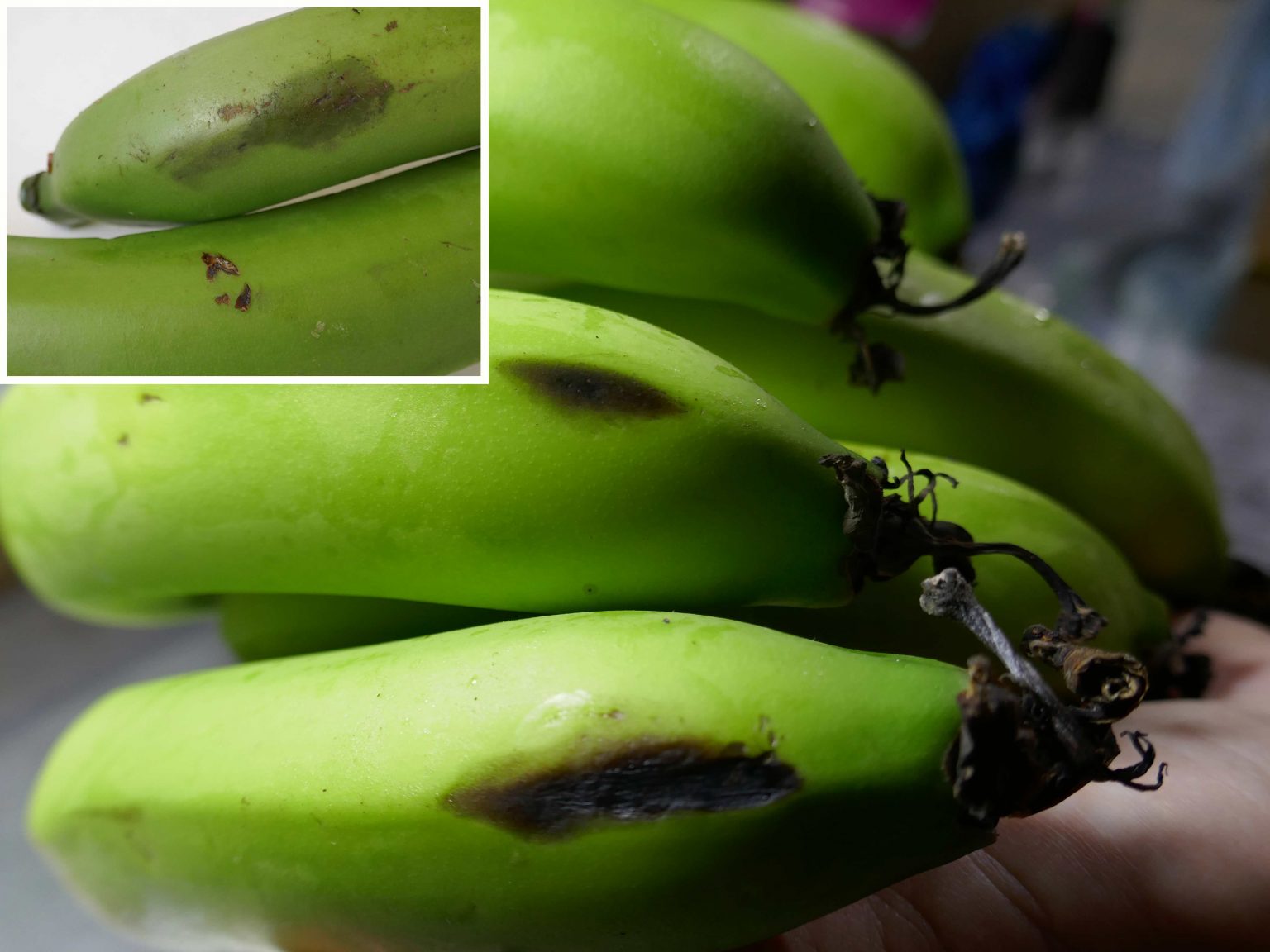 Results from the Subtropical packed product analysis – minor defects ...