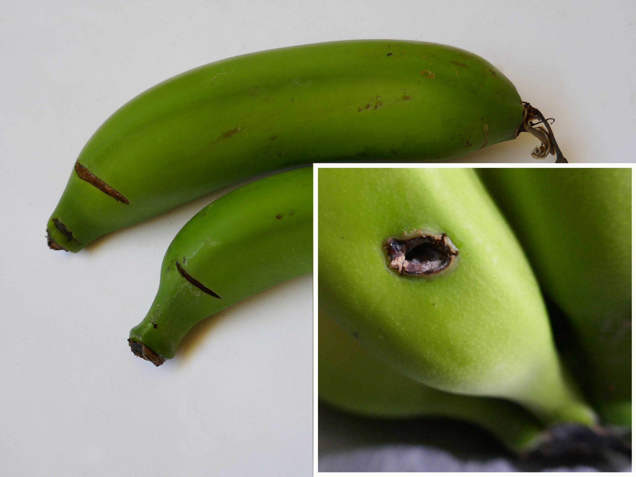 Results from the Subtropical packed product analysis – major defects ...