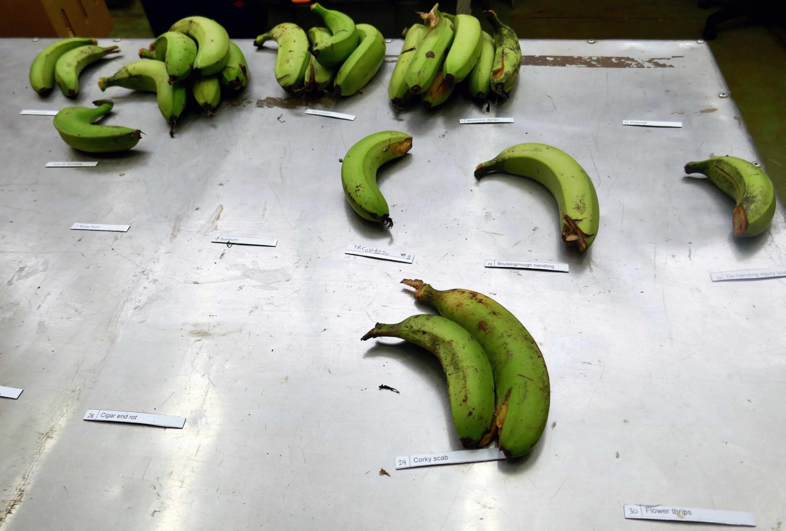Subtropical banana reject analysis – Better Bananas
