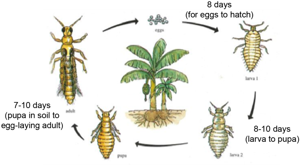 Banana rust thrips – general information – Better Bananas
