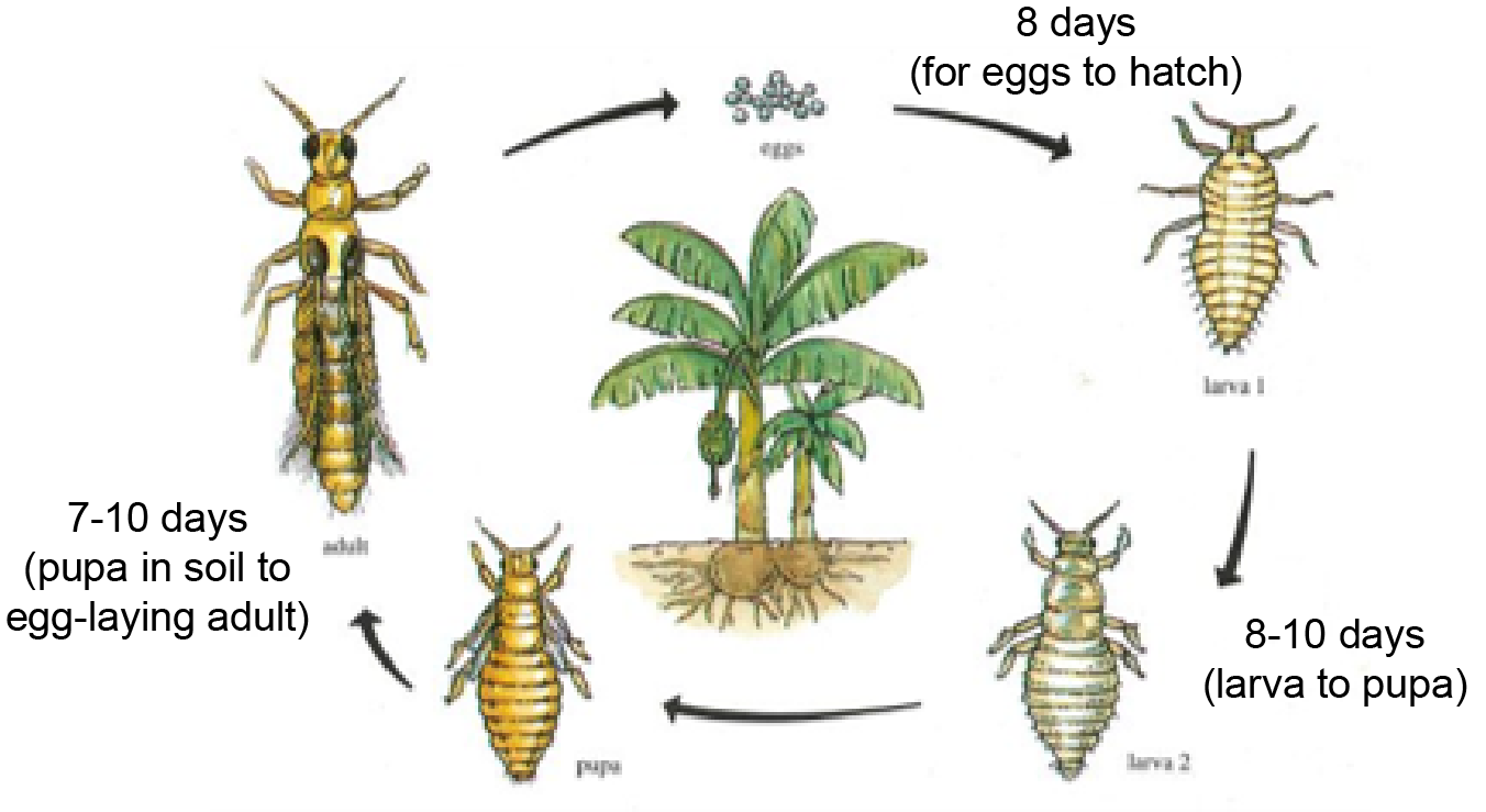 Banana rust thrips – general information – Better Bananas