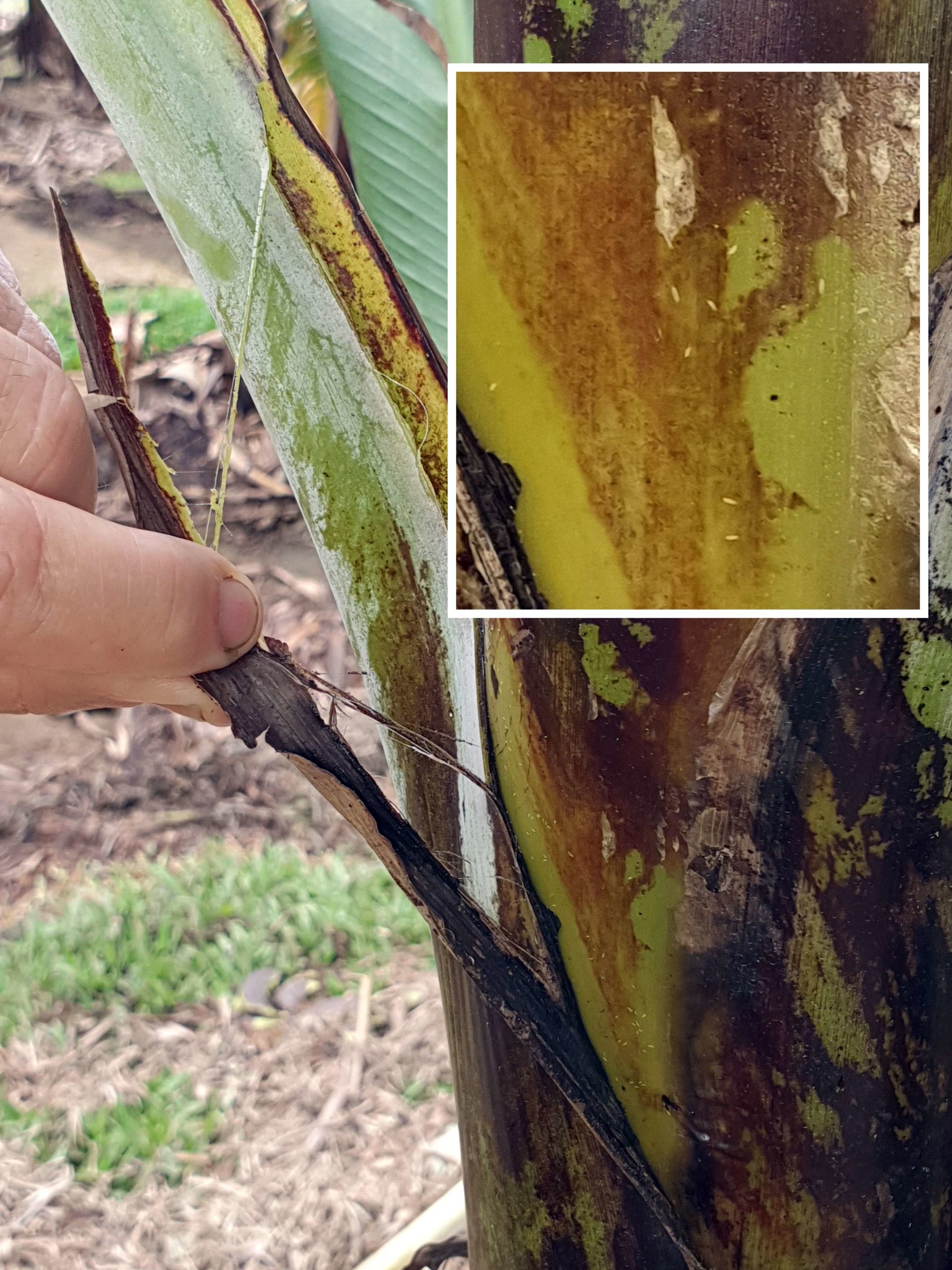 Banana rust thrips – monitoring and control – Better Bananas