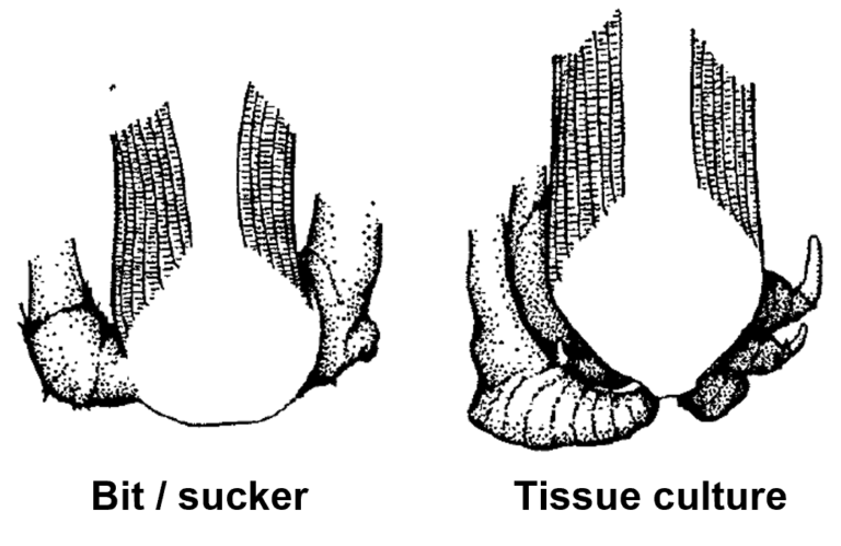 Getting the best from your tissue culture – Better Bananas