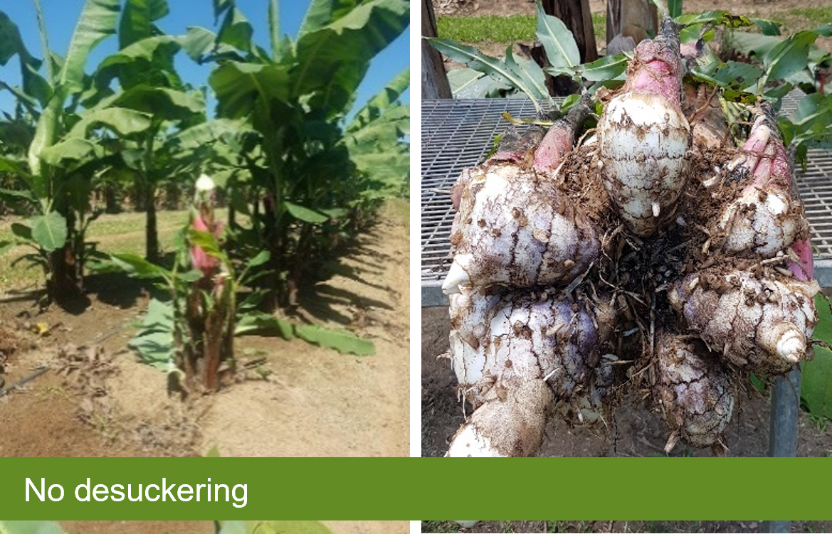 Banana Research – Better Bananas