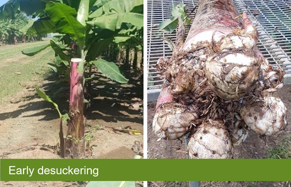 Banana Research – Better Bananas