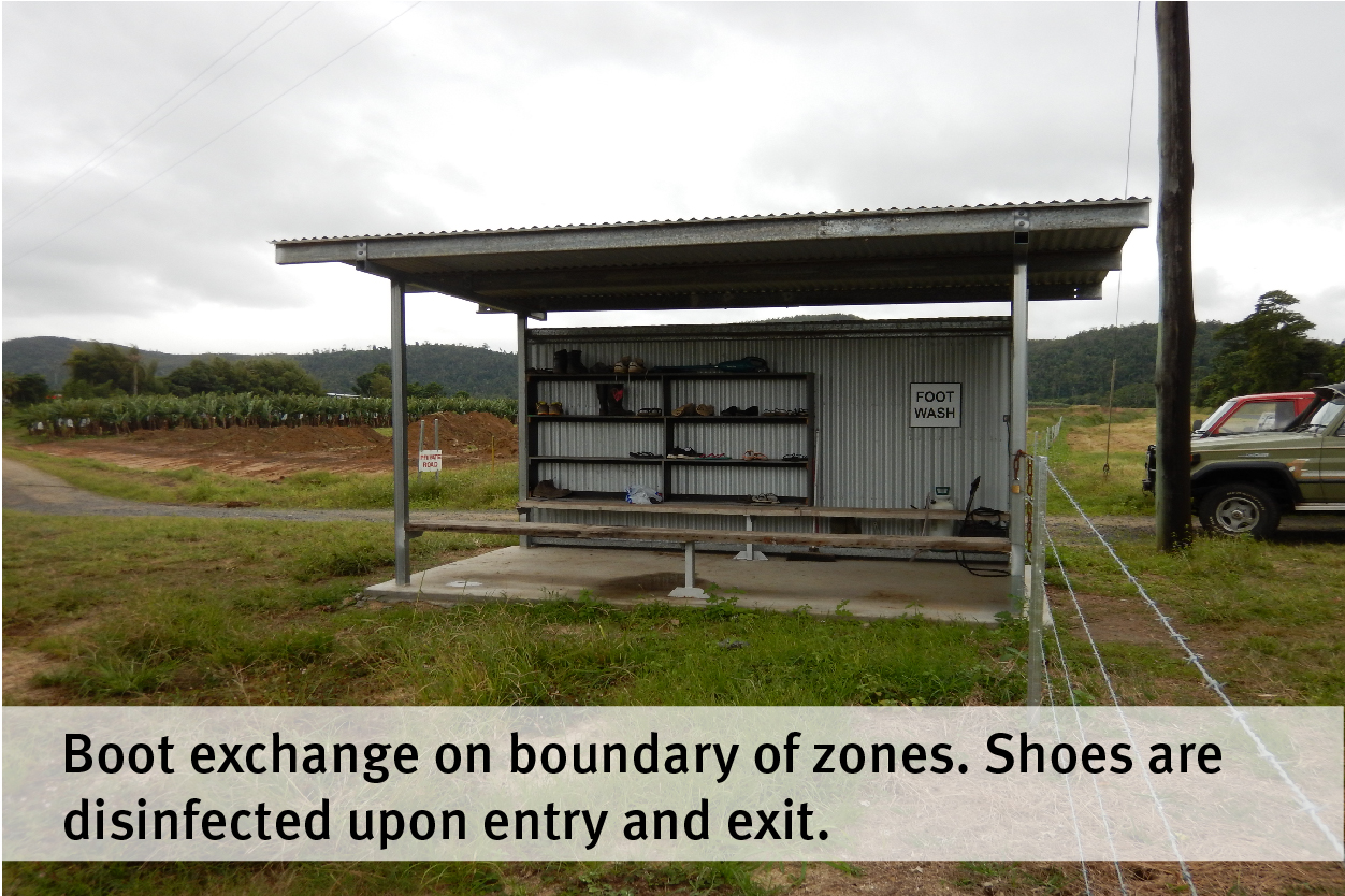 Footwear management – grower practices – Better Bananas