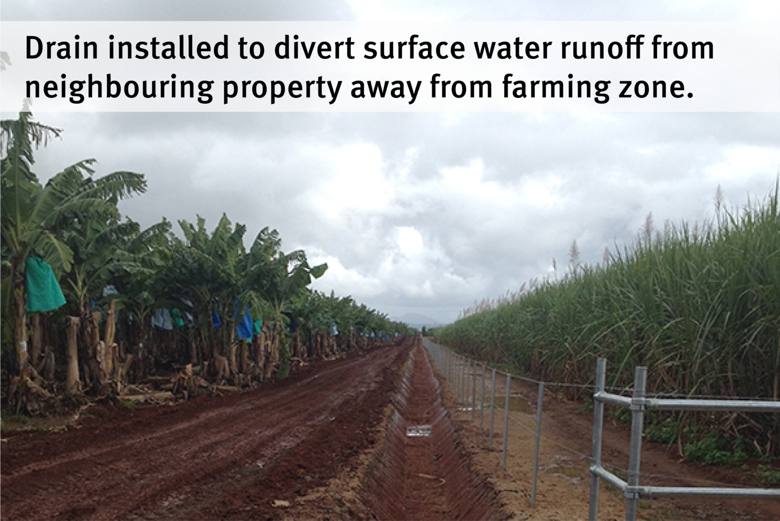 Drainage management – grower practices – Better Bananas