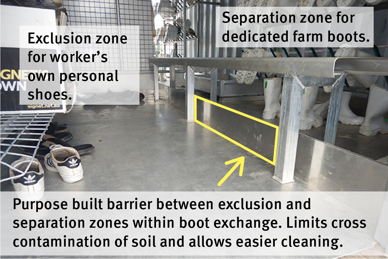 Footwear management – grower practices – Better Bananas