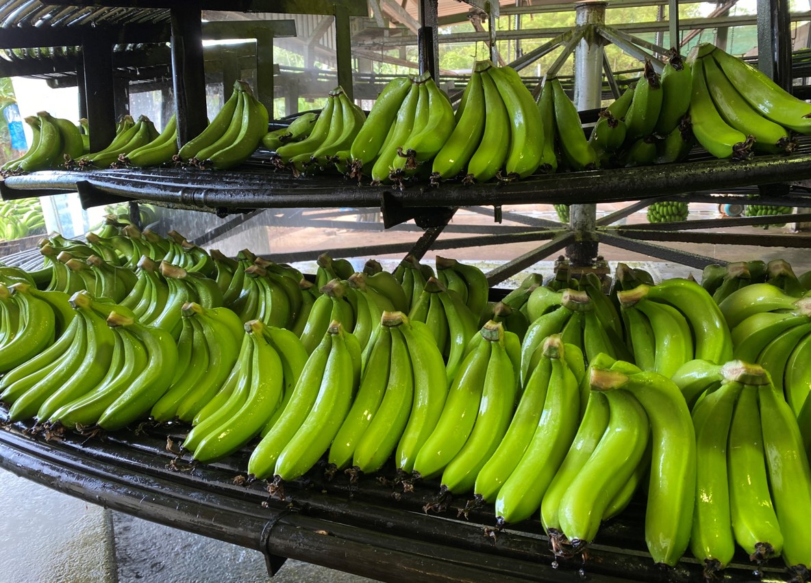 Grower case study. Bagging technique improves fruit quality for Sellars ...