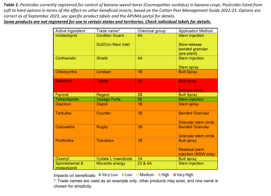 Banana weevil borer – management – Better Bananas
