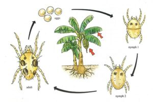 Spider mites – life cycle and behaviour – Better Bananas