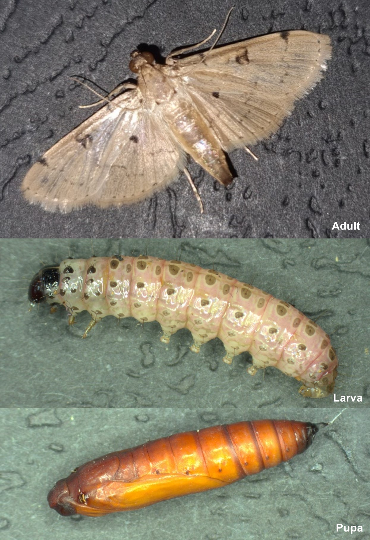 Banana Scab Moth – general information – Better Bananas